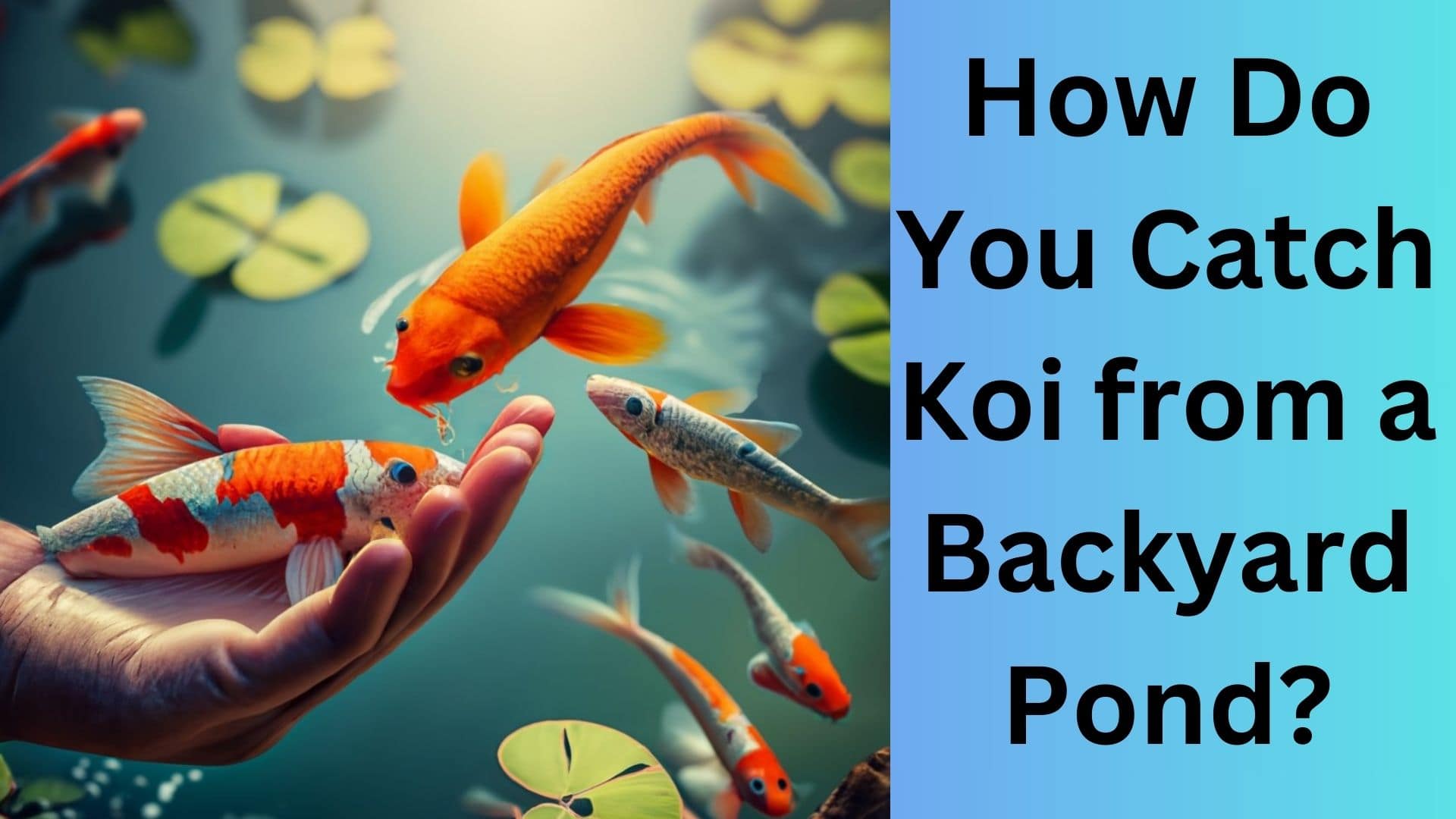 How Do You Catch Koi From A Backyard Pond Koi Seller how-do-you-catch-koi-from-a-backyard-pond-koi-seller